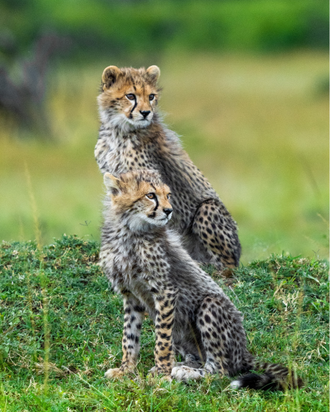 4 World-Class Wildlife Photographers You Should Follow - blog ...