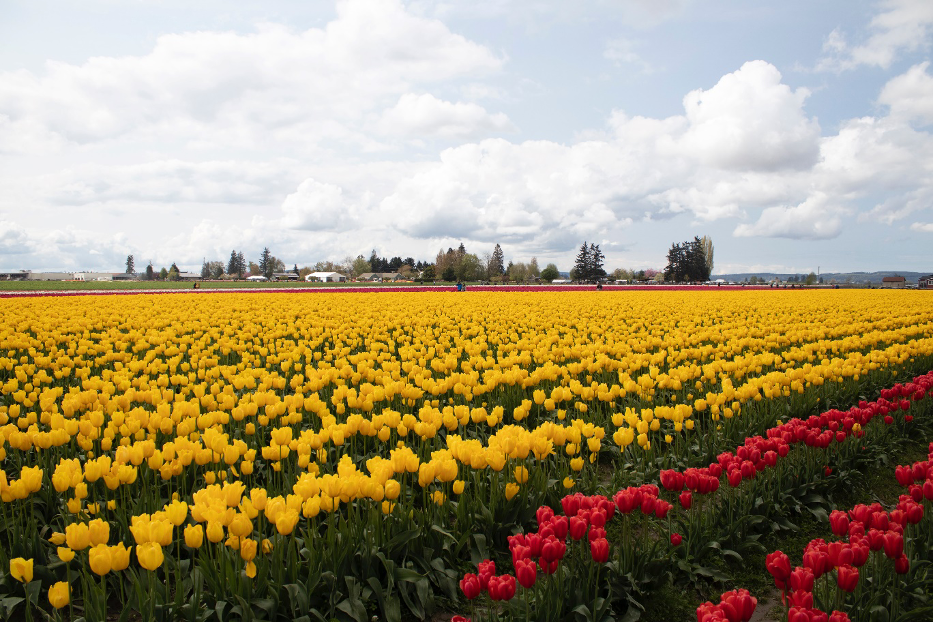Capture the Beauty of Spring: 5 Best Spots for Spring Photography in ...